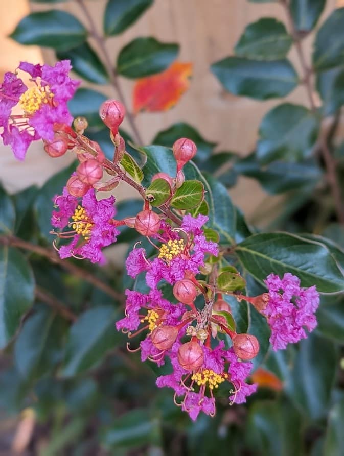 Tanya Baksha Homepage | Tanya Baksha