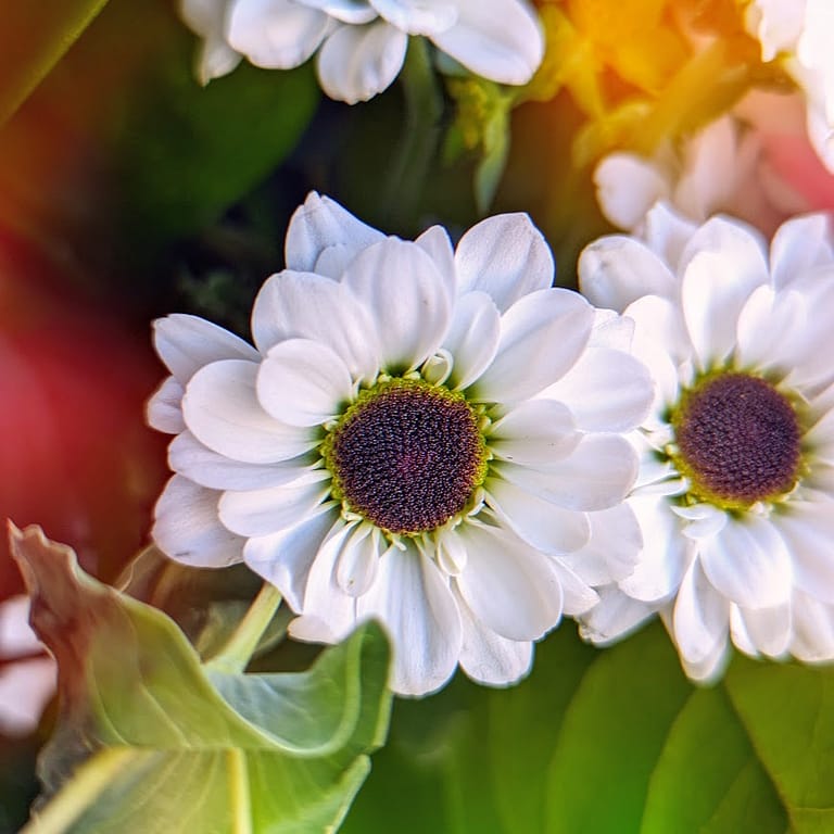 Tanya Baksha Homepage | Tanya Baksha