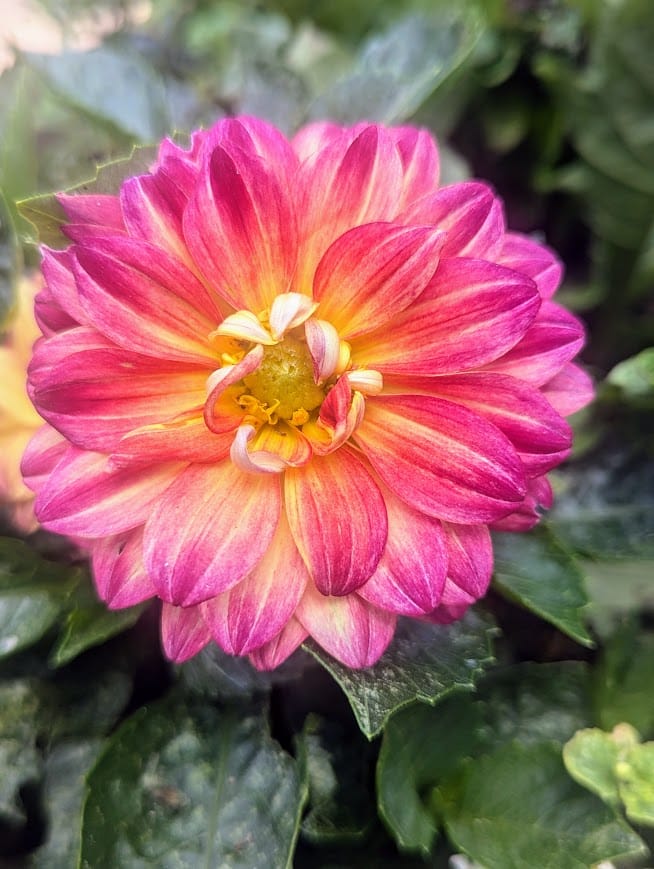 Hello old friend | Tanya Baksha